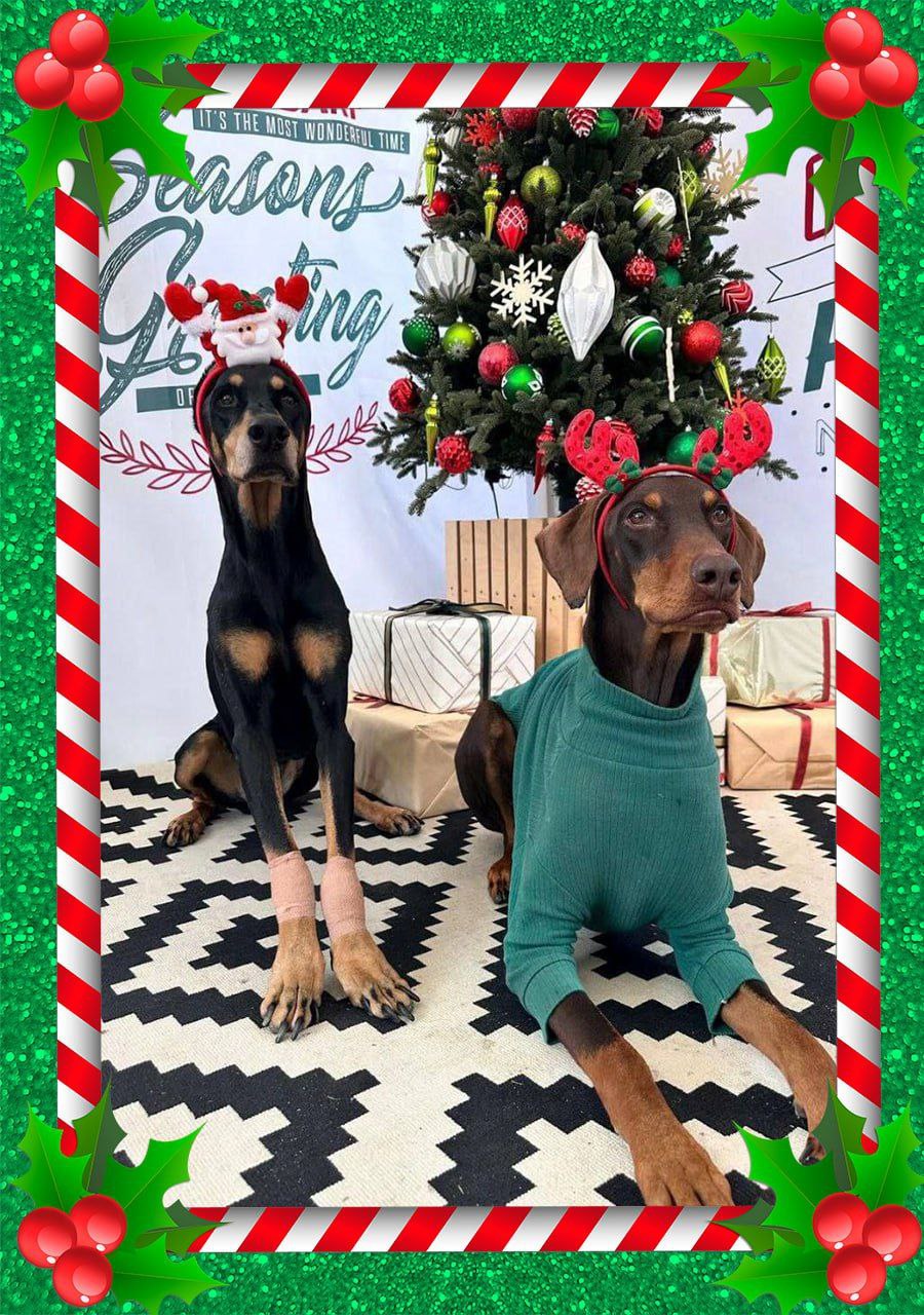 С Рождеством от Бэллы и Бама! — KPOP-SOCIAL